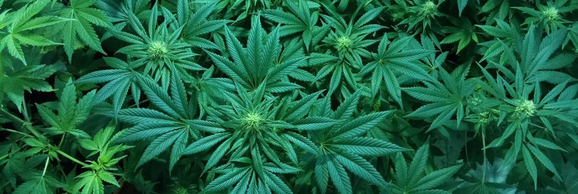 Smith Research Points To Hottest Cannabis Investments | MetroMBA
